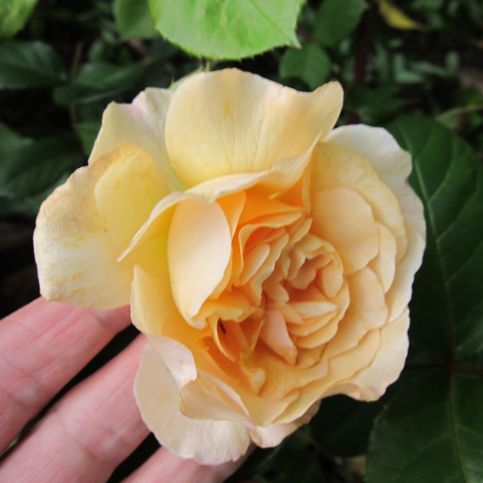 New shoots - biopic of a rebellious English garden...: What is my small ...