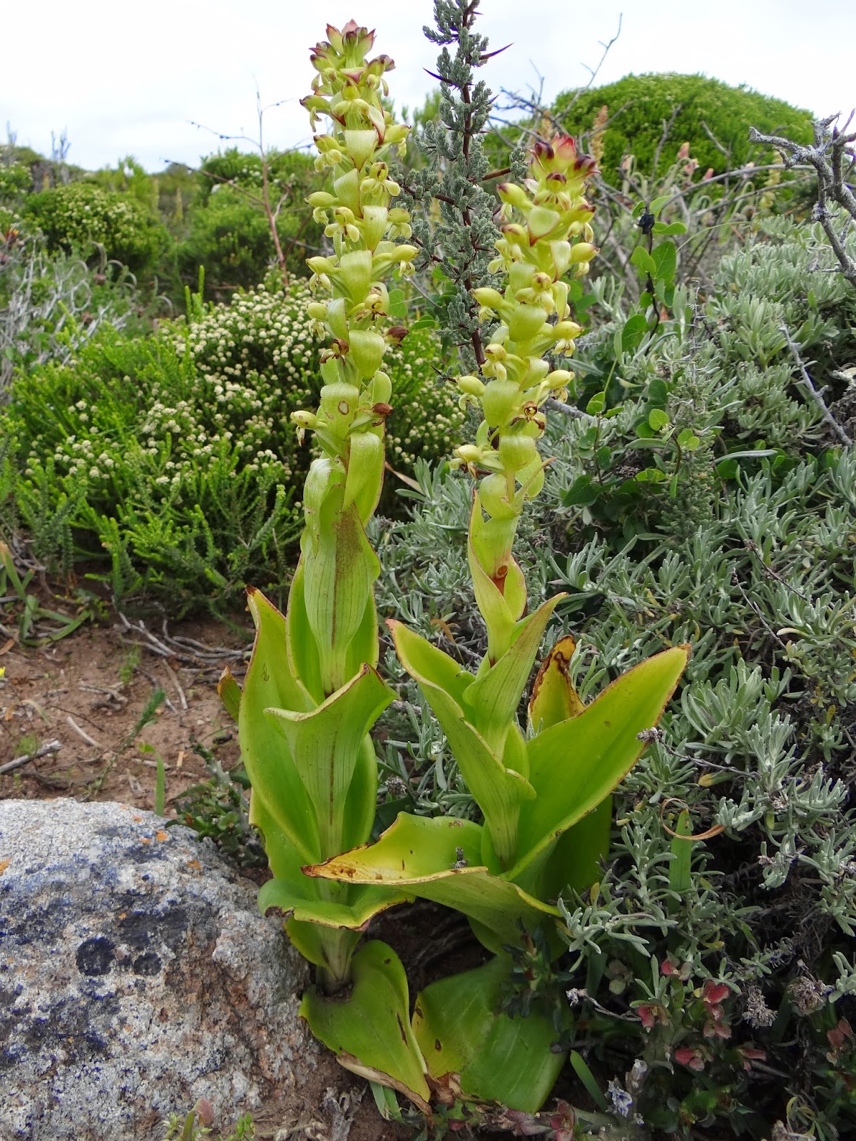 Caerulean Skies: South African Winter blooming orchids