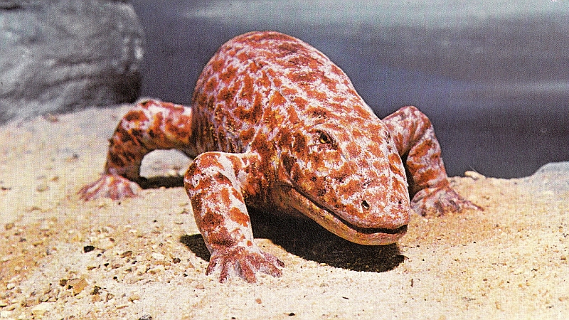 Love in the Time of Chasmosaurs: April 2012