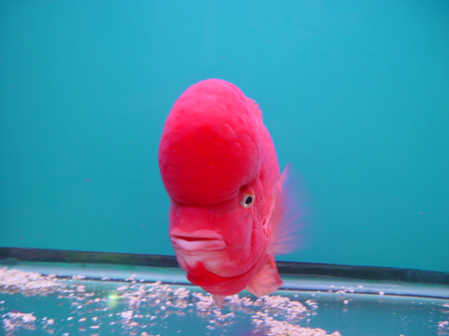 Flowerhorn The Hybrid Cichlids: Super Red Monkey