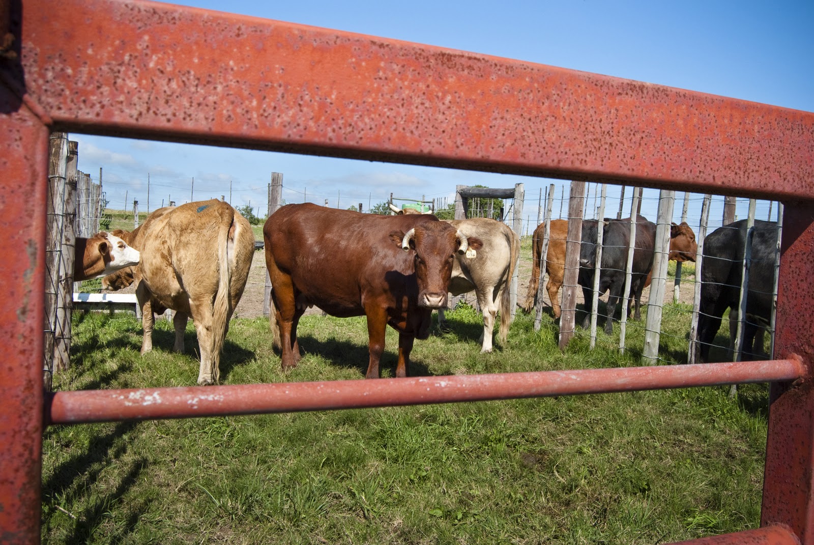 Tarryn Liddell Photography: Livestock Trading