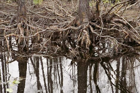 What social picture of the rural Bengal do you get in Syed Waliullah's ...