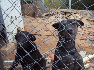 GAVA Grupo Amor à Vida Animal: GAVA Serra Negra pede explicações sobre ...