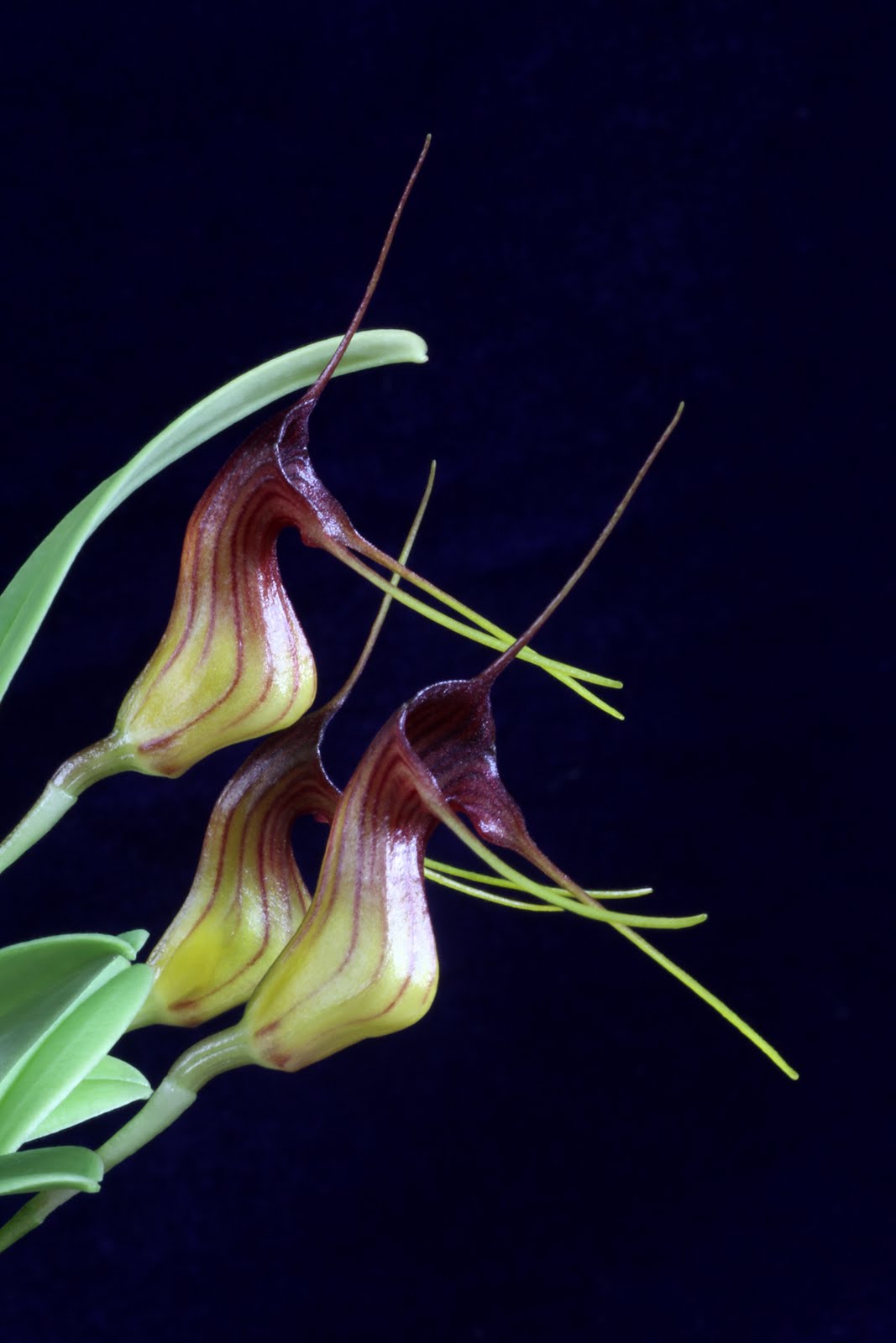 Orchids in Bloom: Saltatrices Masdevallias