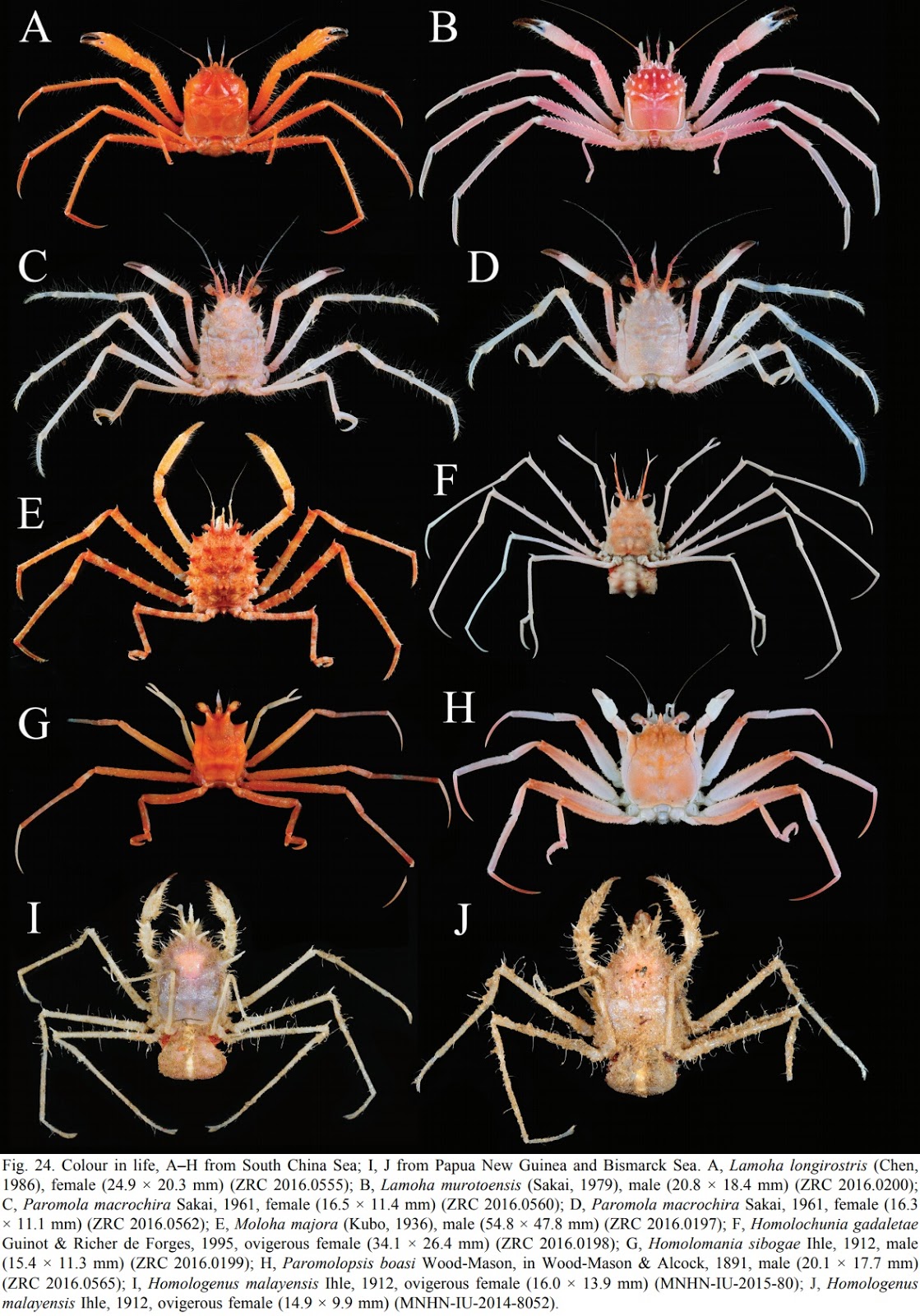 Species New to Science: [Crustacea • 2017] Homolidae from the South ...