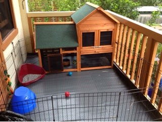 Rabbit Rescue Sanctuary: - RABBIT CARE