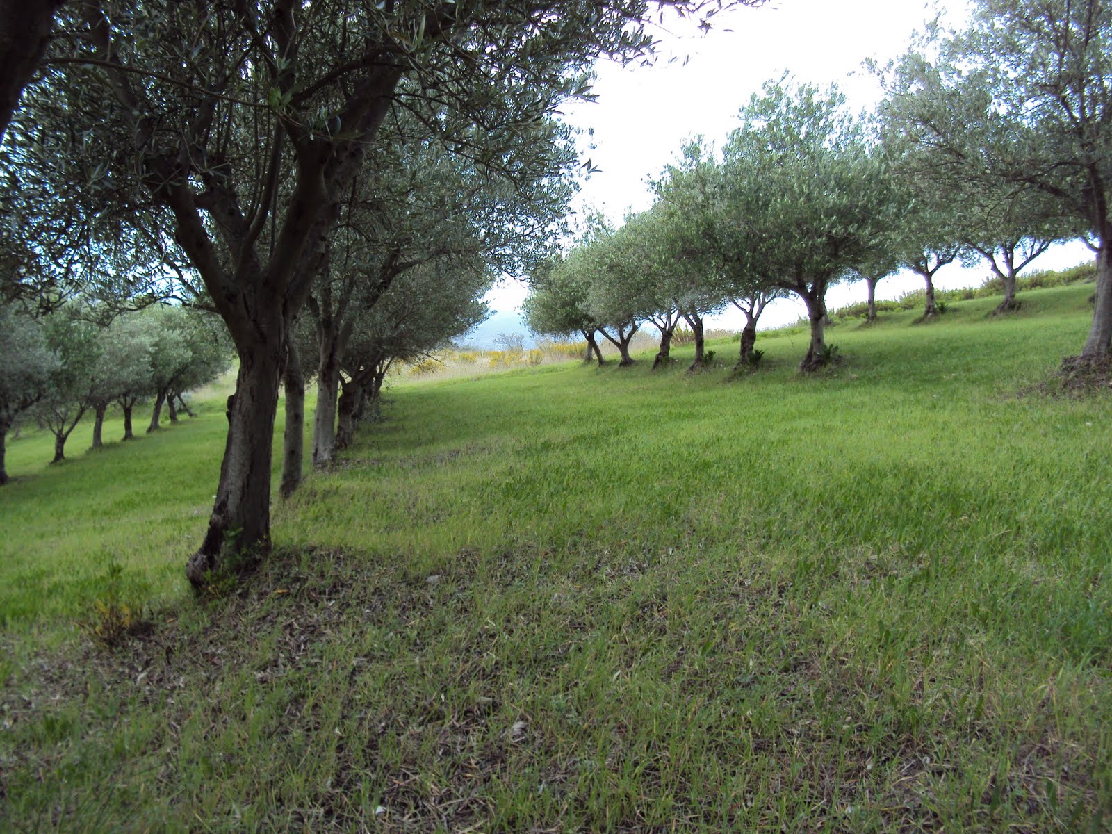 Sicilian Olive Grove for Sale: Sicilian Olive Grove in Ragusa for Sale