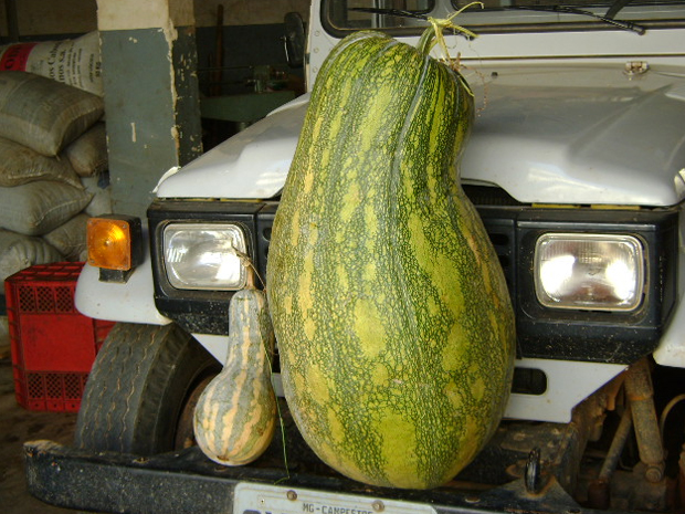 Blog do Vadilson Oliveira A Notícia em Tempo Real..!!!: Agricultor ...