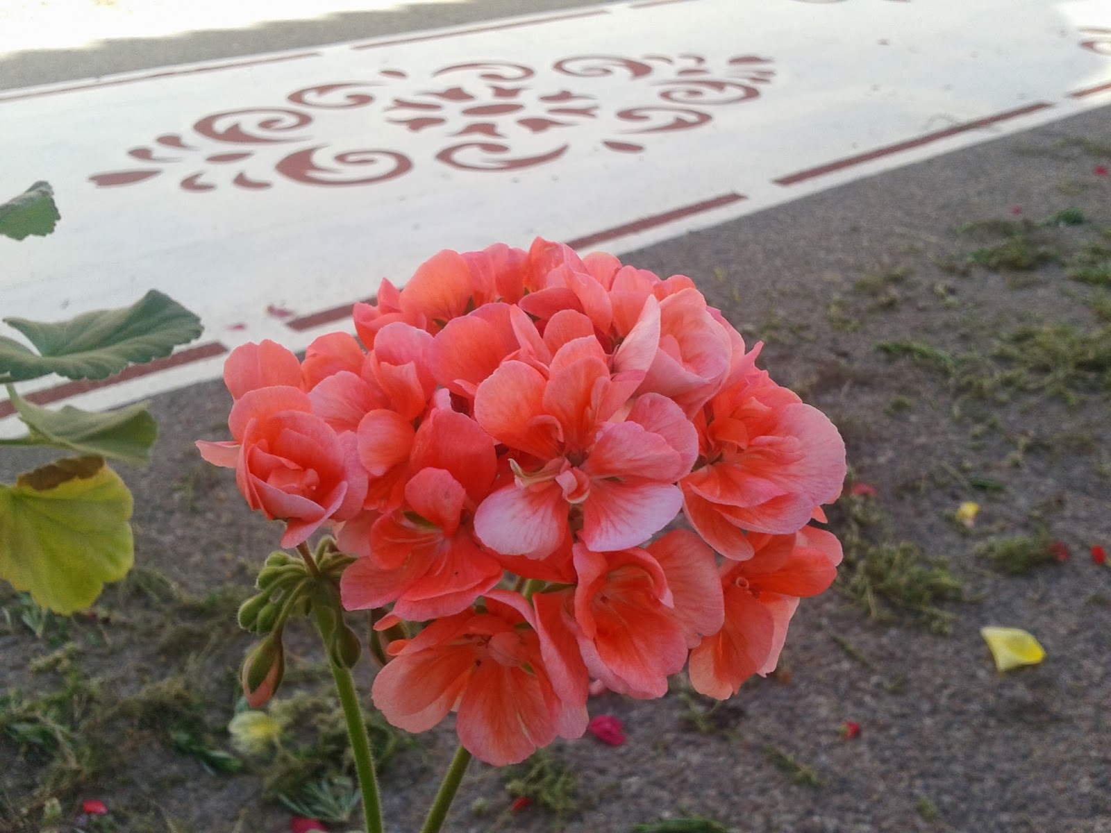 Flor de Geranio. Pelargonium hortorum. - LA NATURALEZA EN FOTOGRAFIAS ...