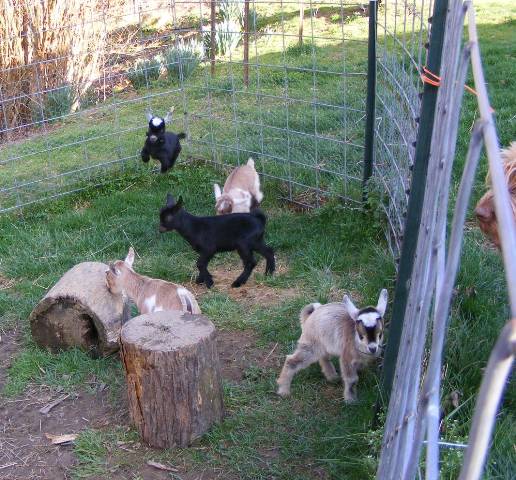 Intermittent Farm Report: Nigerian Dwarf goat babies - two weeks old