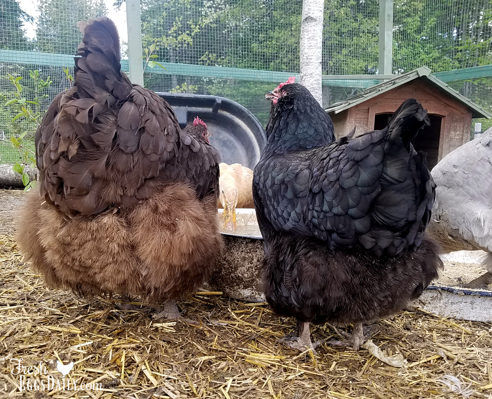 Prevent and Treat Flystrike | Keep Those Chicken Butts Fluffy - Fresh ...