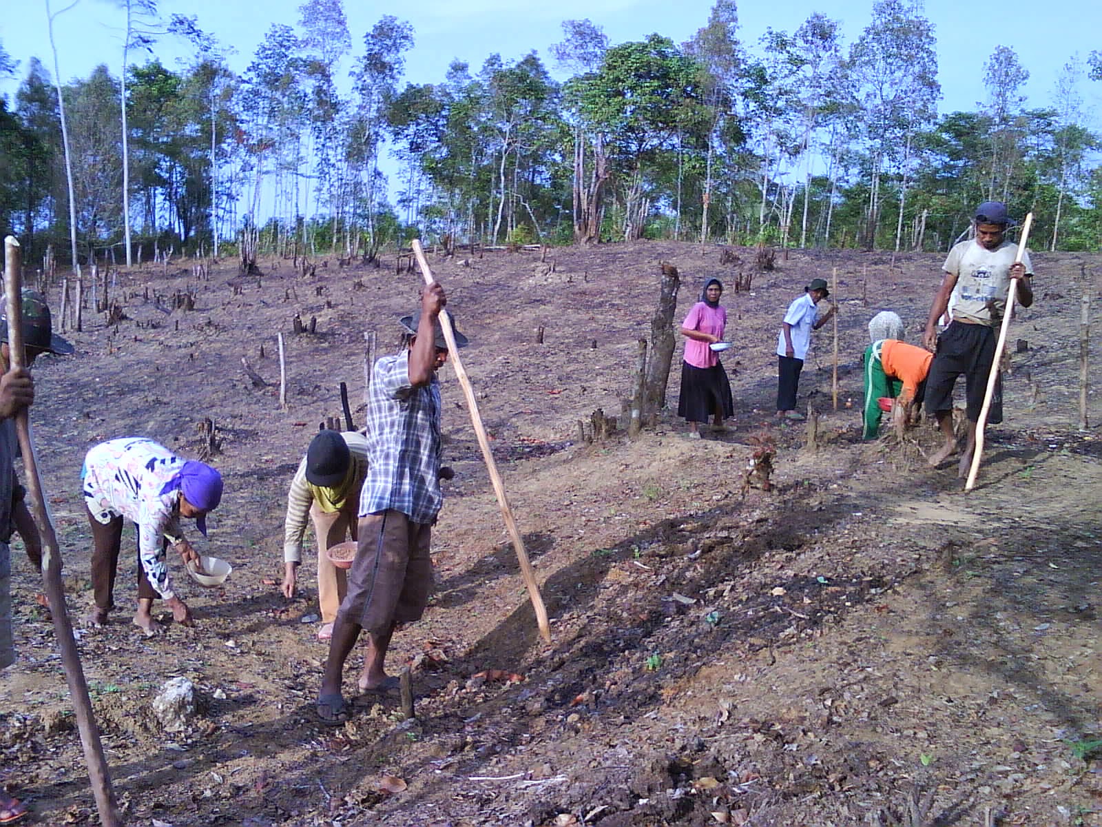 Gerakan Penanaman Jagung di Kec. Cihara ~ Balai Penyuluhan Pertanian ...