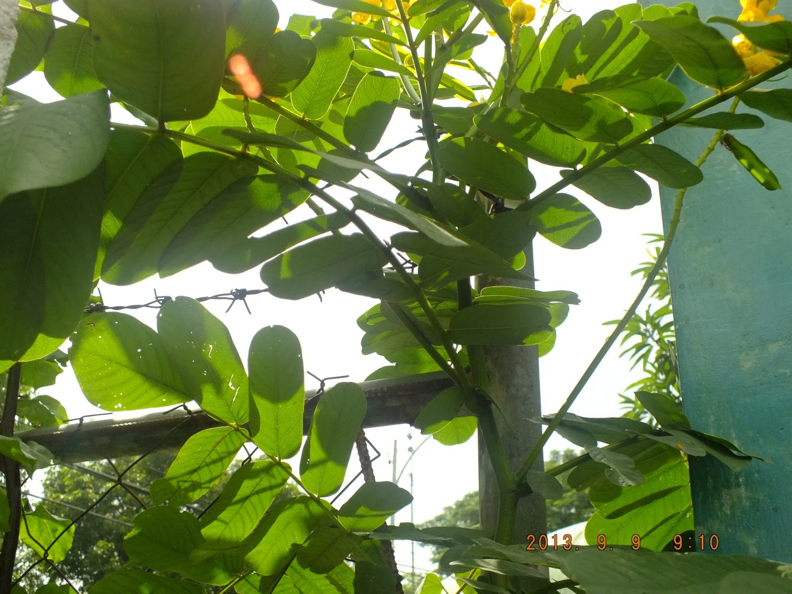 Photography with Dr. Ernie.: Acapulco plant flowers