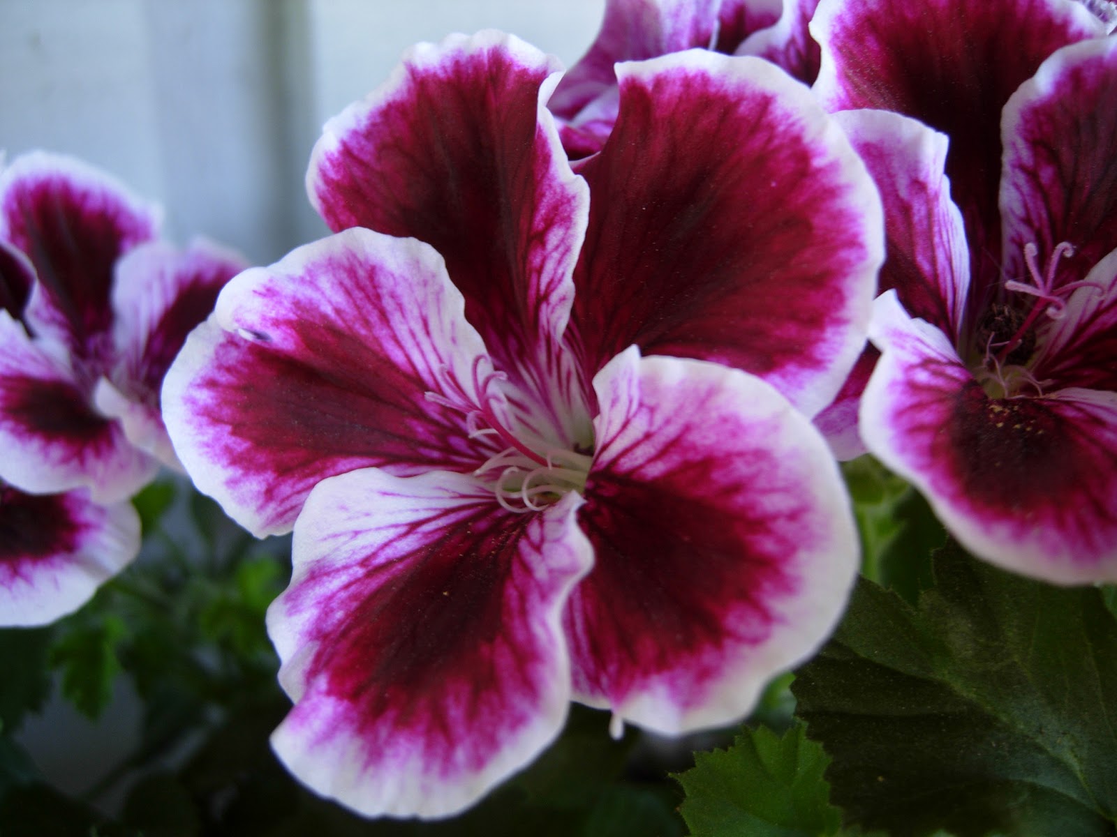 Pelargonernas Rike: Pelargoner!