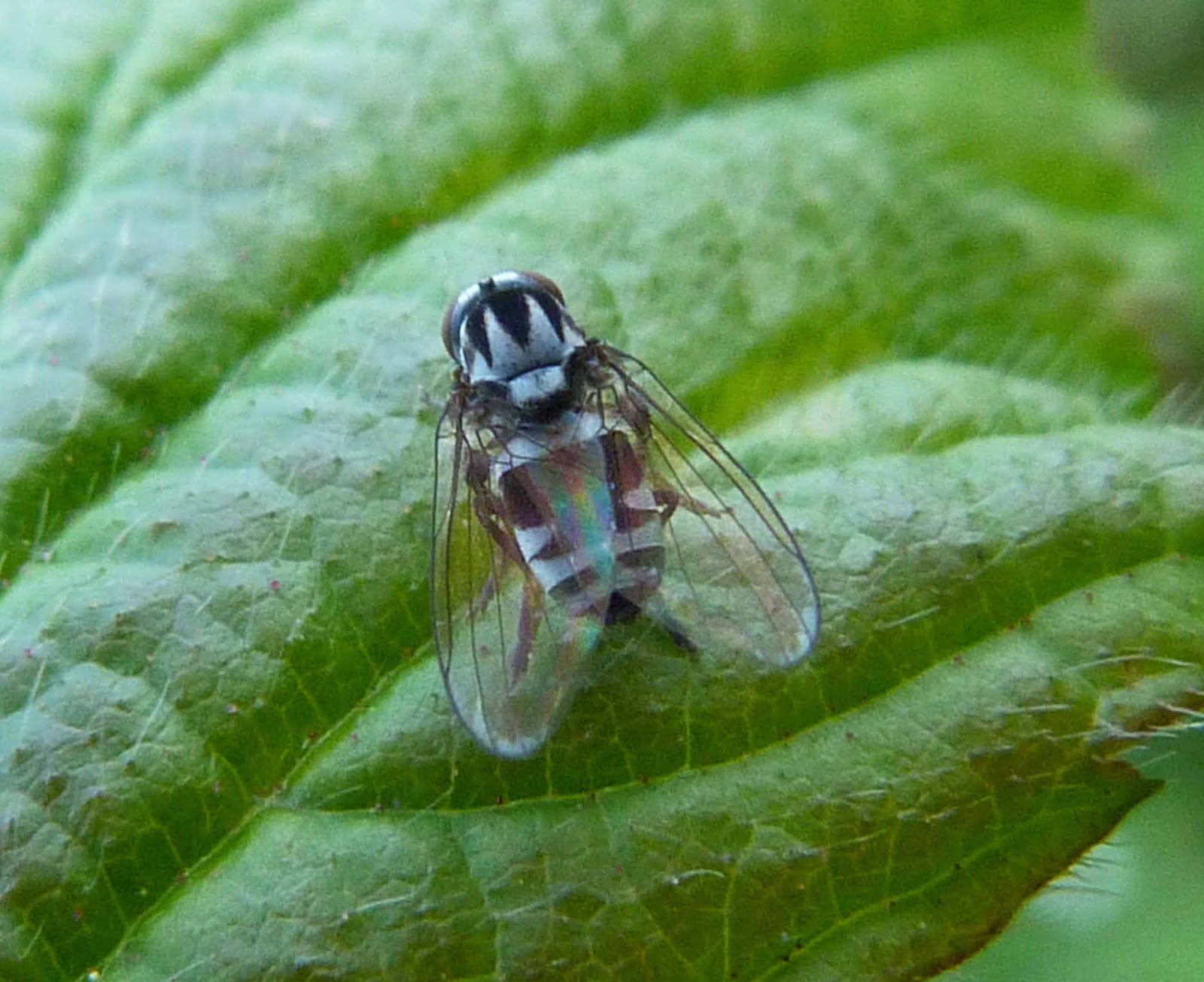Insects of Scotland: Other Flies/Picture-wing Flies
