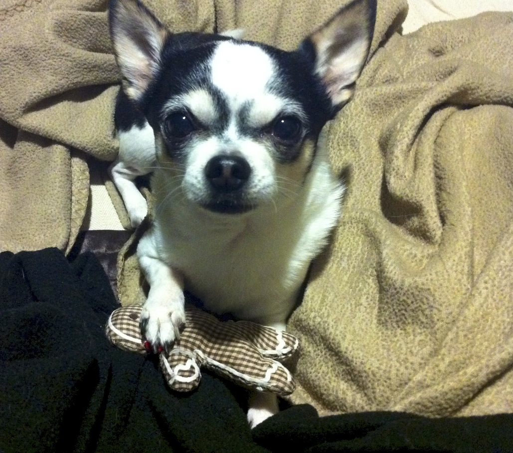 The Life of a Puppy Momma: pablo and his babies