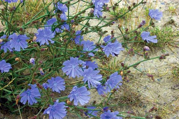 UTILE ,PENTRU SANATATEA TA: Cicoarea