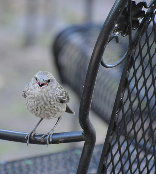 Audubon South Carolina: June 2012
