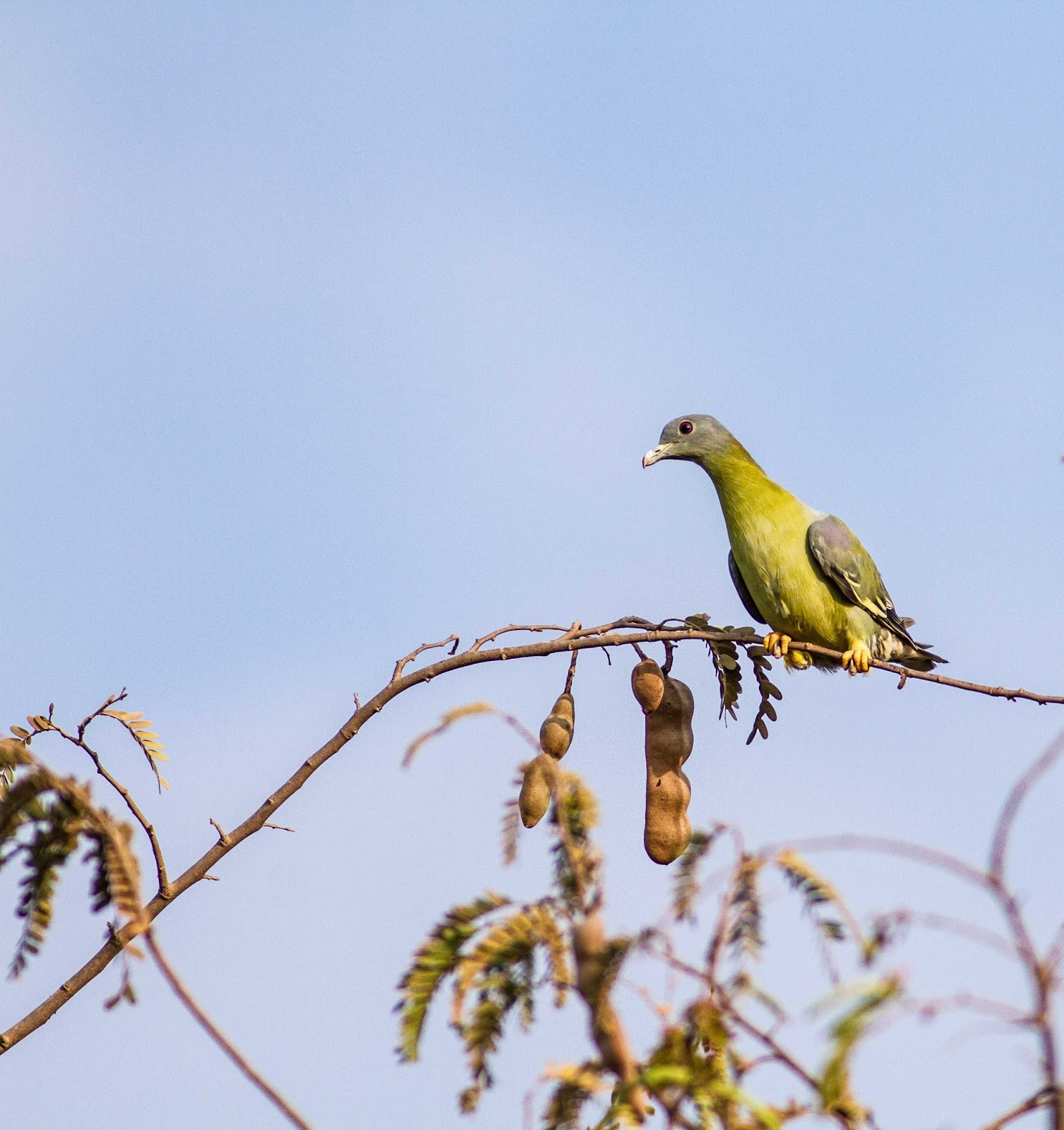 Musicroom's Imaging: Yellow Footed Green Pigeon