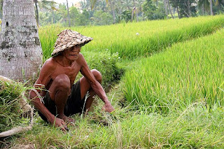 Petani Kecil: Kemelaratan Bagi Petani Kecil