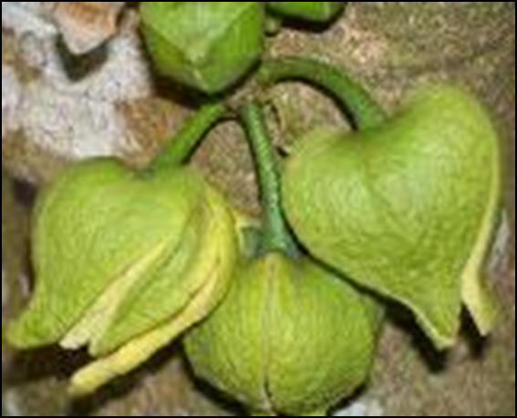 Los Gavirias de Sopetrán