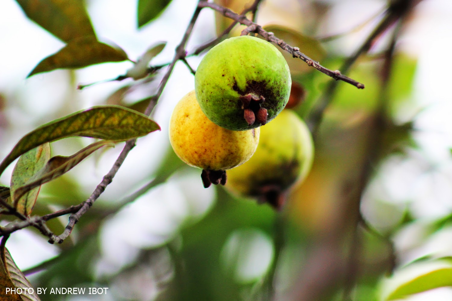 Ako si ANDREW IBOT!: Bayabas