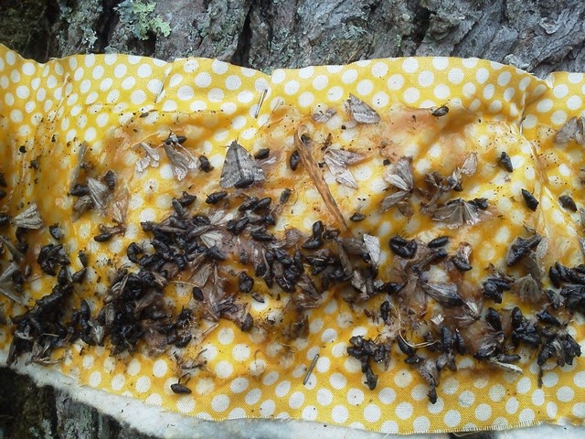 King George Canker Worm Blog