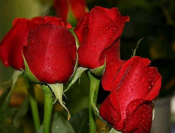 PPS-DIAPORAMA: Roses - Rien que pour toi