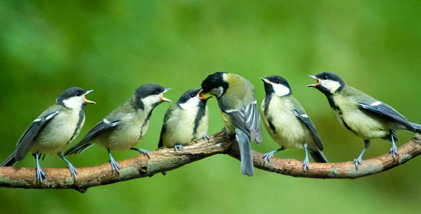 Fresh Garden News: Bird Problems