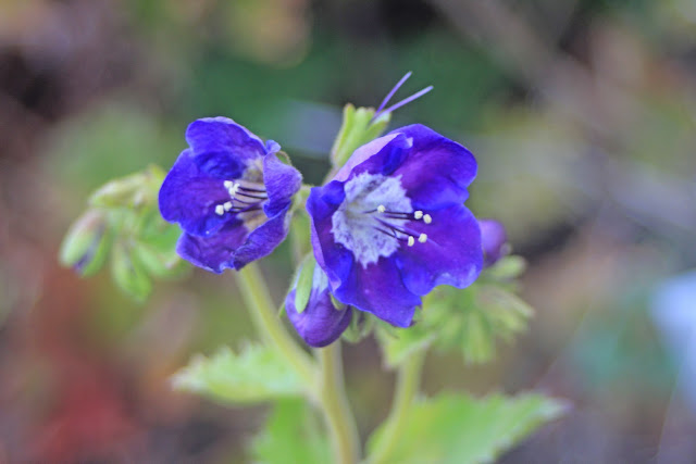 Camissonia's Corner: It's been the best bloomin' year ever! Por que?!