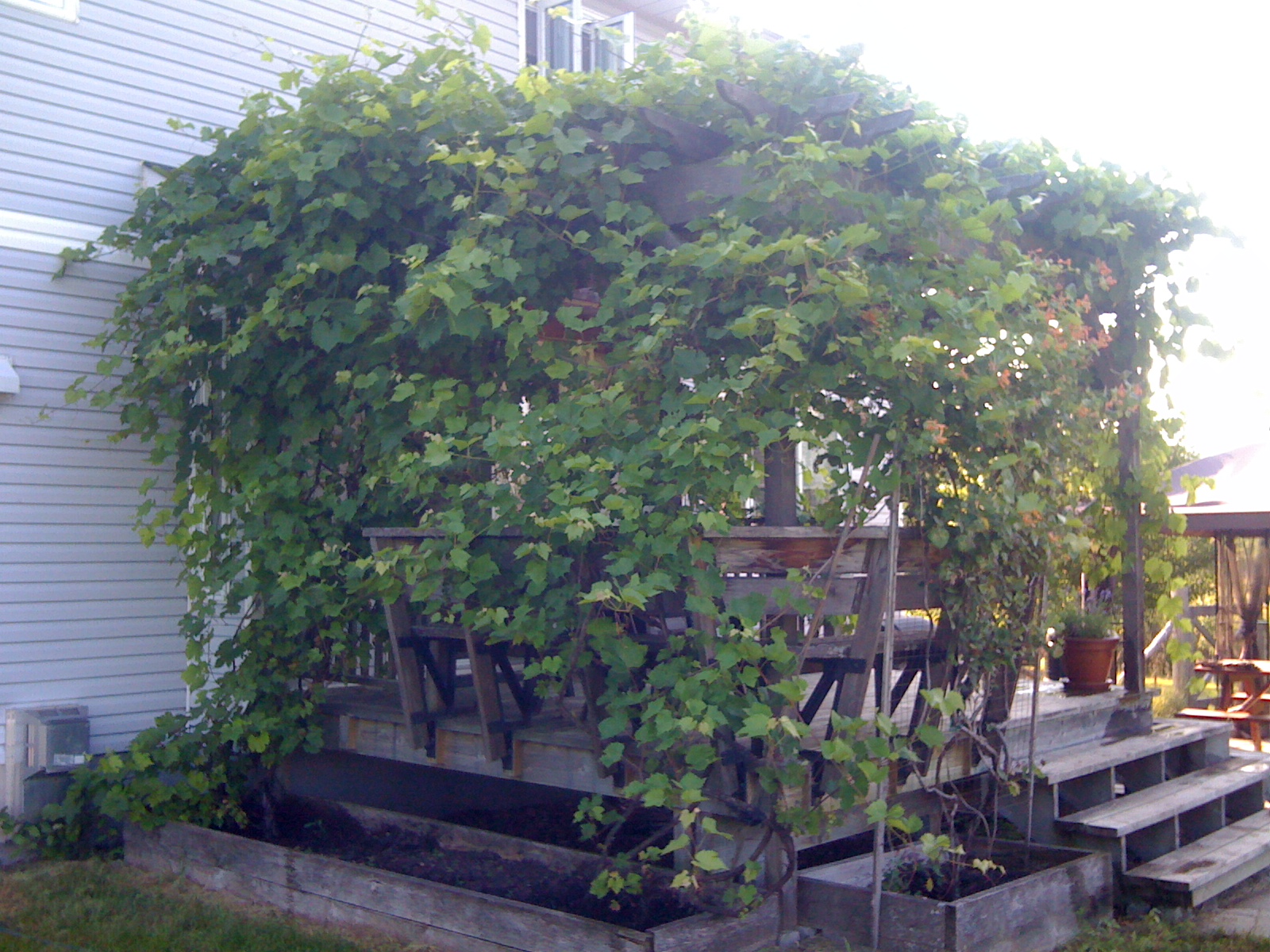 Gael Glen Farm & Apiary: A Grape-y Canopy