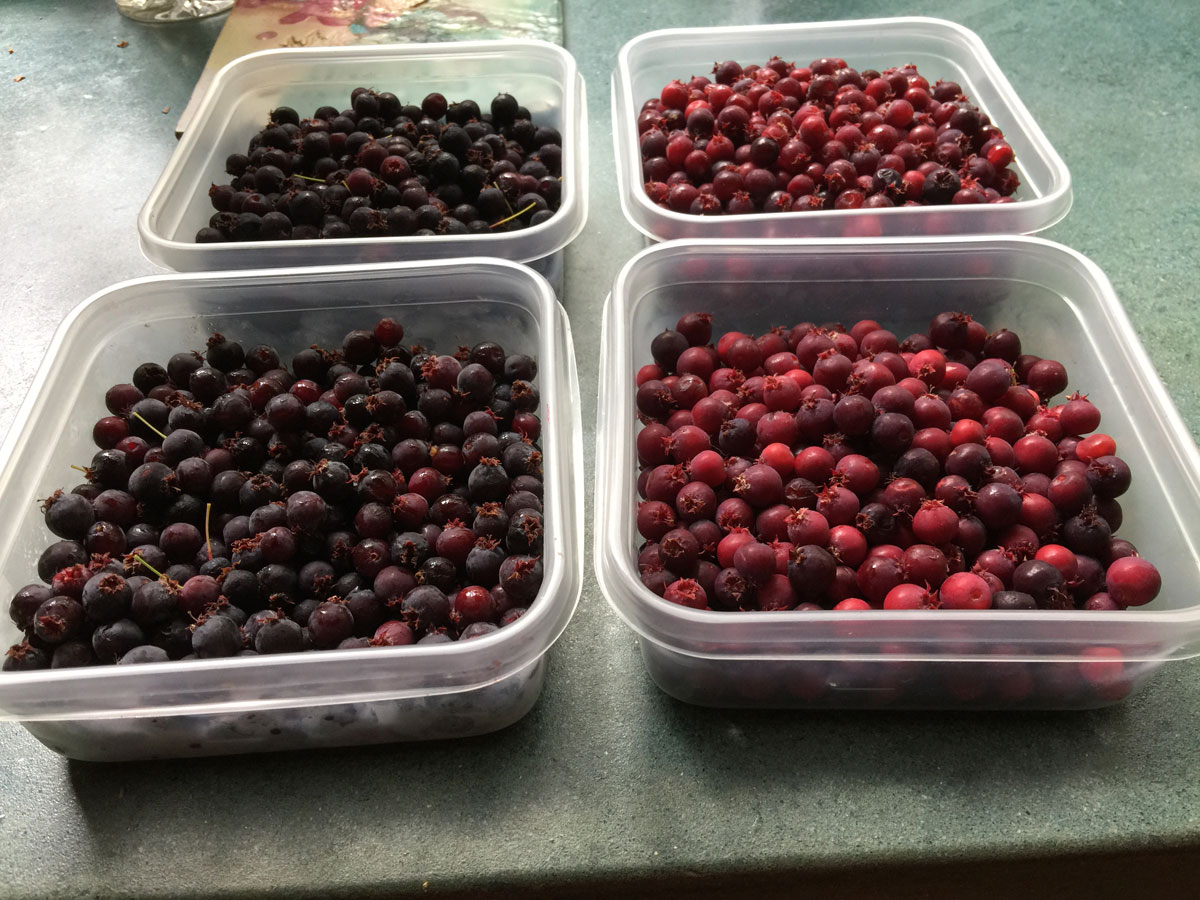 Serviceberries
