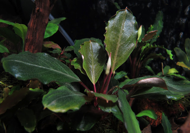 endemic plants: Bucephalandra sp. Dark Silver Grey