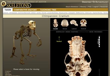 Squelette d'animaux - Ressources pour l'école