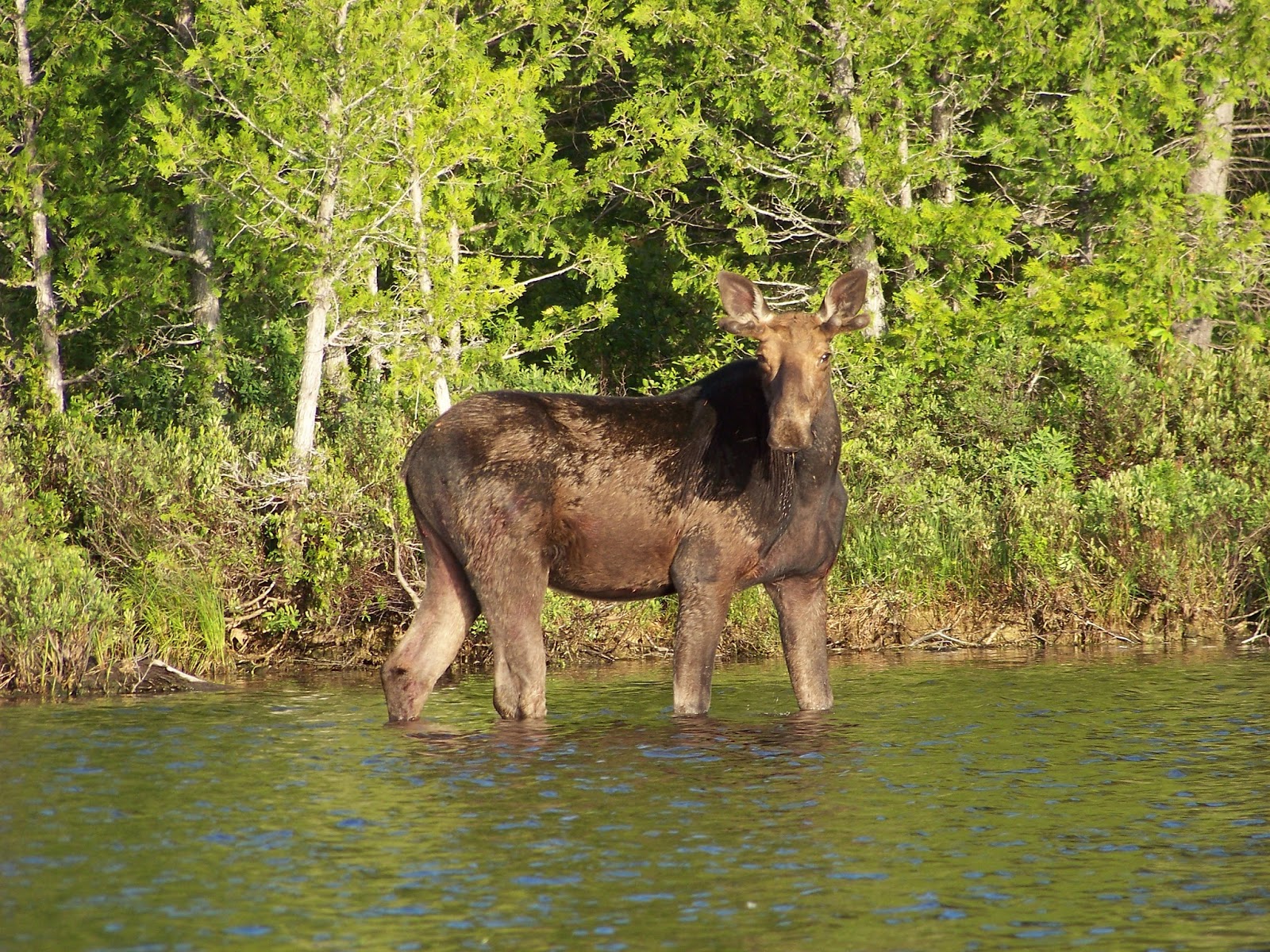 FUN for Families This Summer