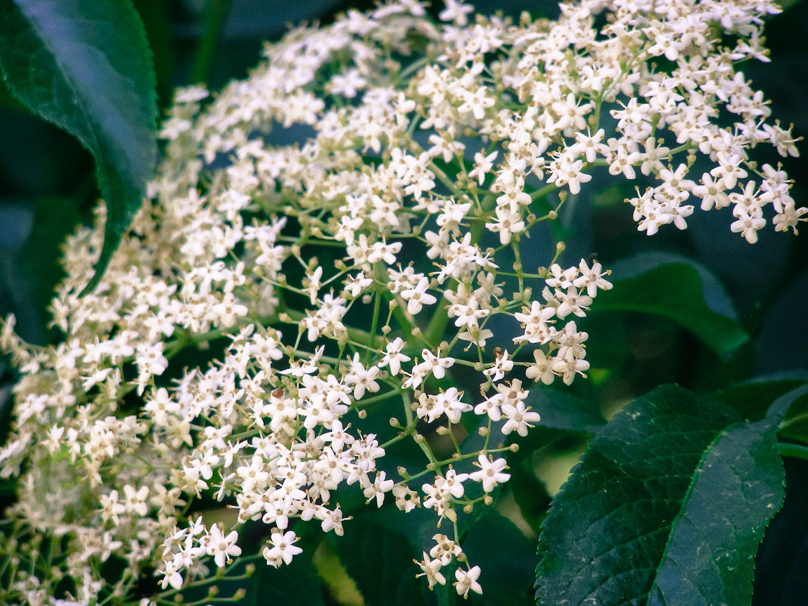 La Tavola Marche: Elderflowers, Pretty Enough to Drink