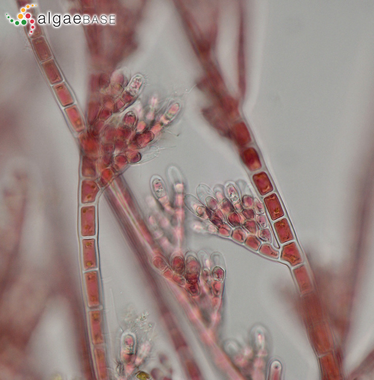 Variety of Life: Colaconema