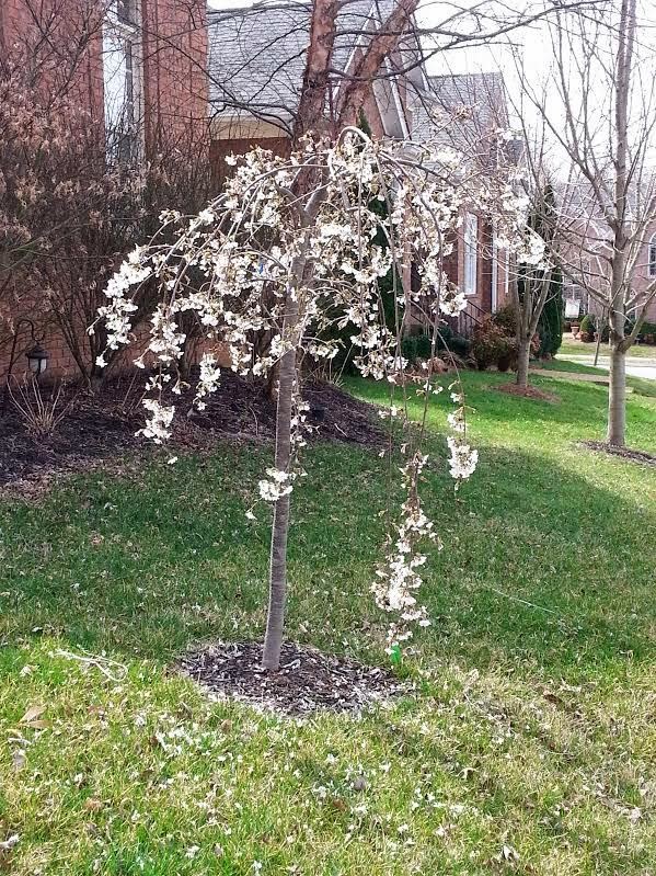 The Harris Sisters: My Week in Pictures: April 4, 2014