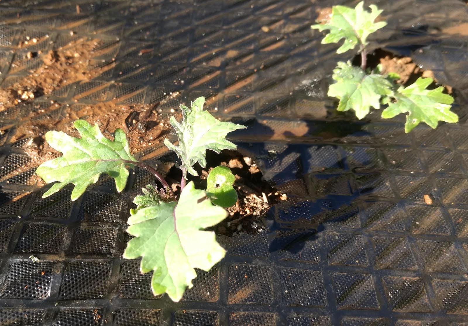 Red Russian Kale | Greens and Machines