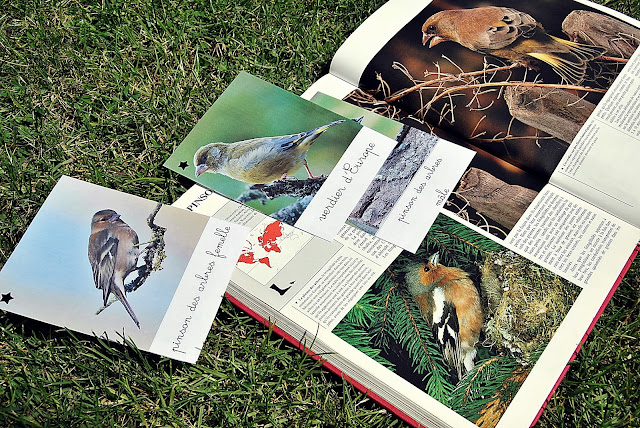 Cartes de nomenclature : les oiseaux - Merci qui ? Merci Montessori