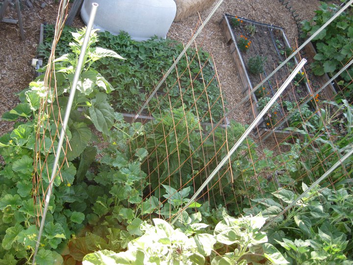 Striving Toward Sustainable: Frolicking Through the Garden: A Tour of ...