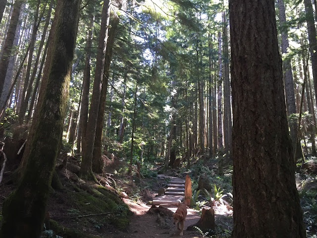 Run-Hike-Play: Hiking Heybrook Lookout with the Fam 8/16/16