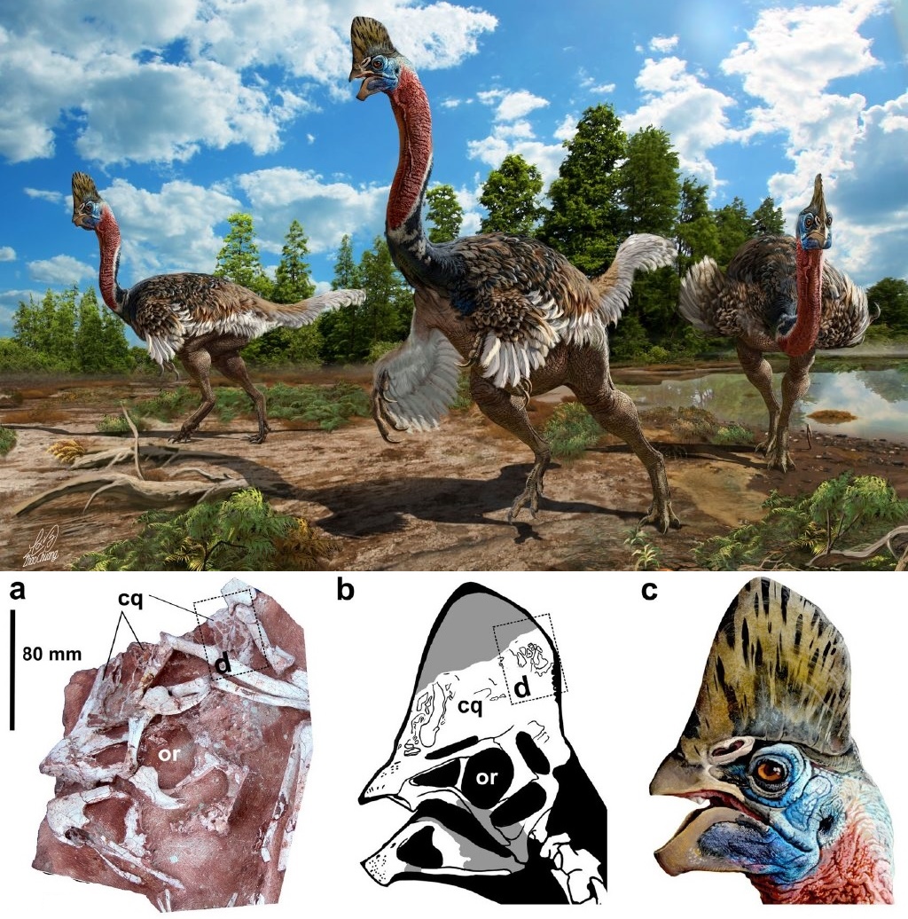 Species New to Science: [Paleontology • 2017] Corythoraptor jacobsi ...