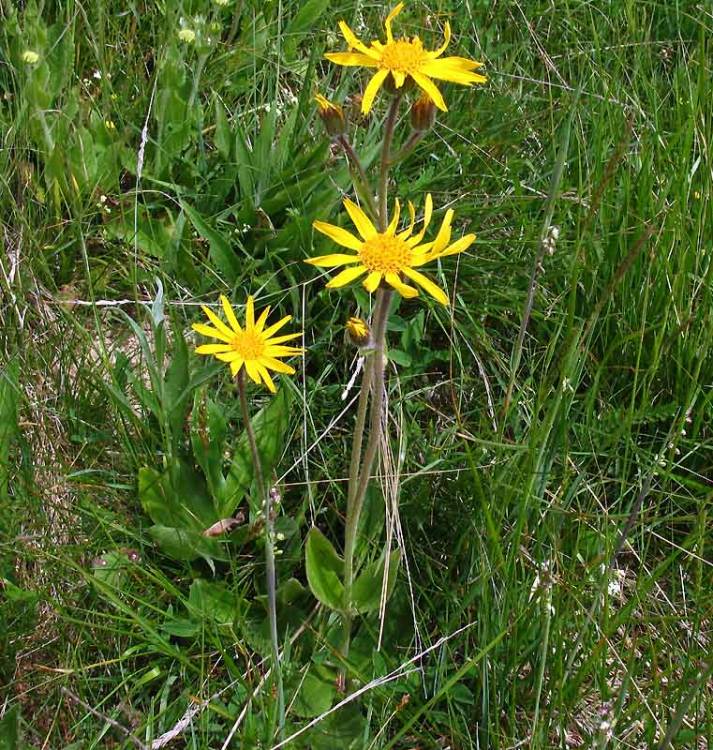 Vrt življenja: Arnika (Arnica montana)