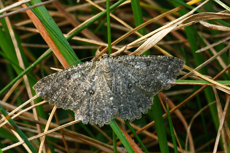 Glamorgan Moth Recording Group: July 2012