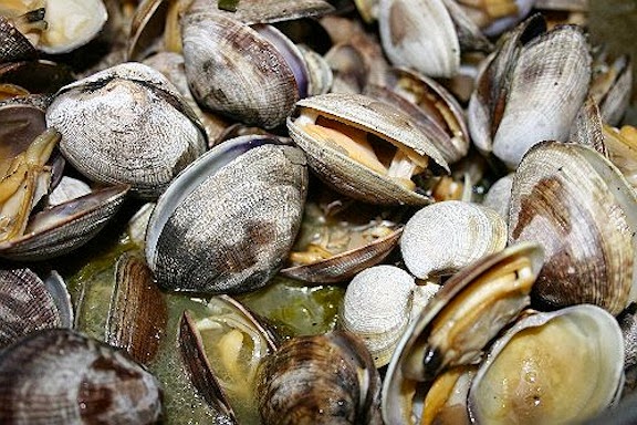 Mad Coyote Joe's Blah Blah Blog