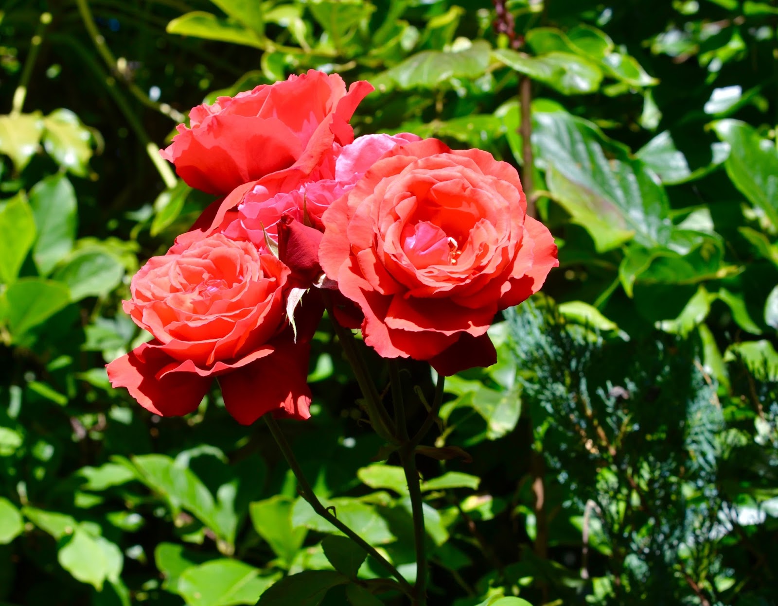 Bonney Lassie: Lawless in Tacoma