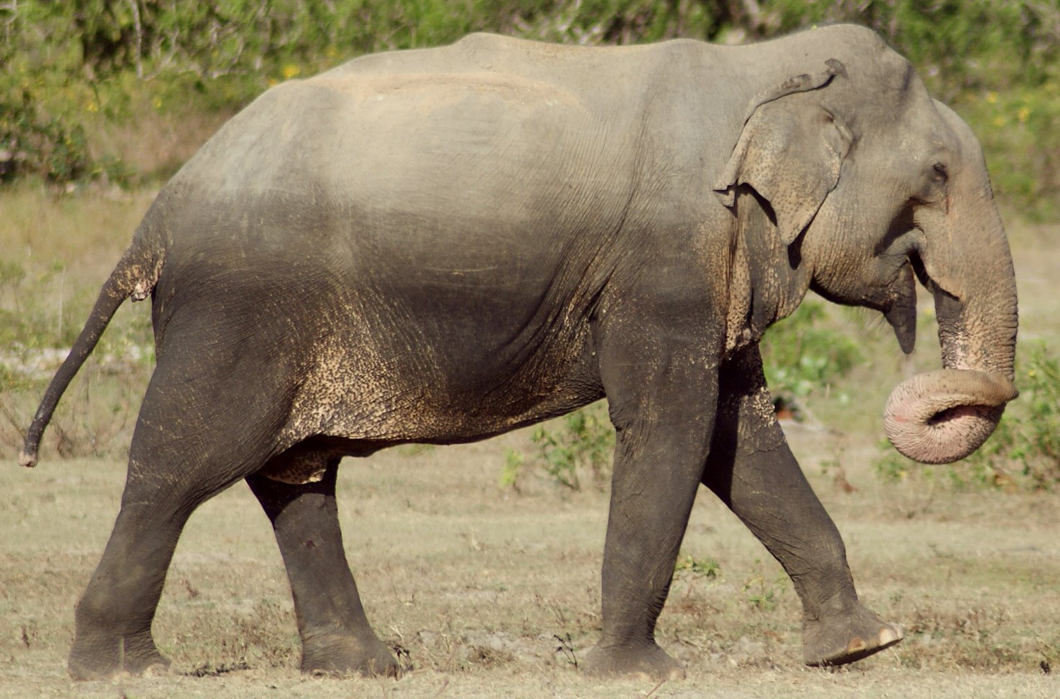 Discover-SriLanka: SRI LANKA - WILD ELEPHANTS [ YALA NATIONAL PARK ]