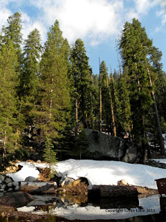 The Camping Queen: Sequoia National Park, California