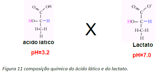 Ed. Física em DESTAQUE: Ácido Latico ou Lactato ? Causador da fadiga